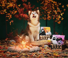 BarkBox Official Brand Assets | Brandfolder