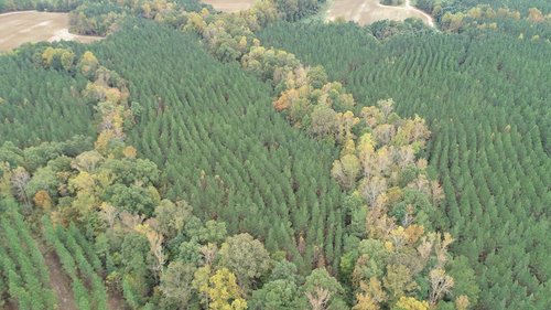 Meet Your Forest | General Roseburg Files Official Digital Assets ...